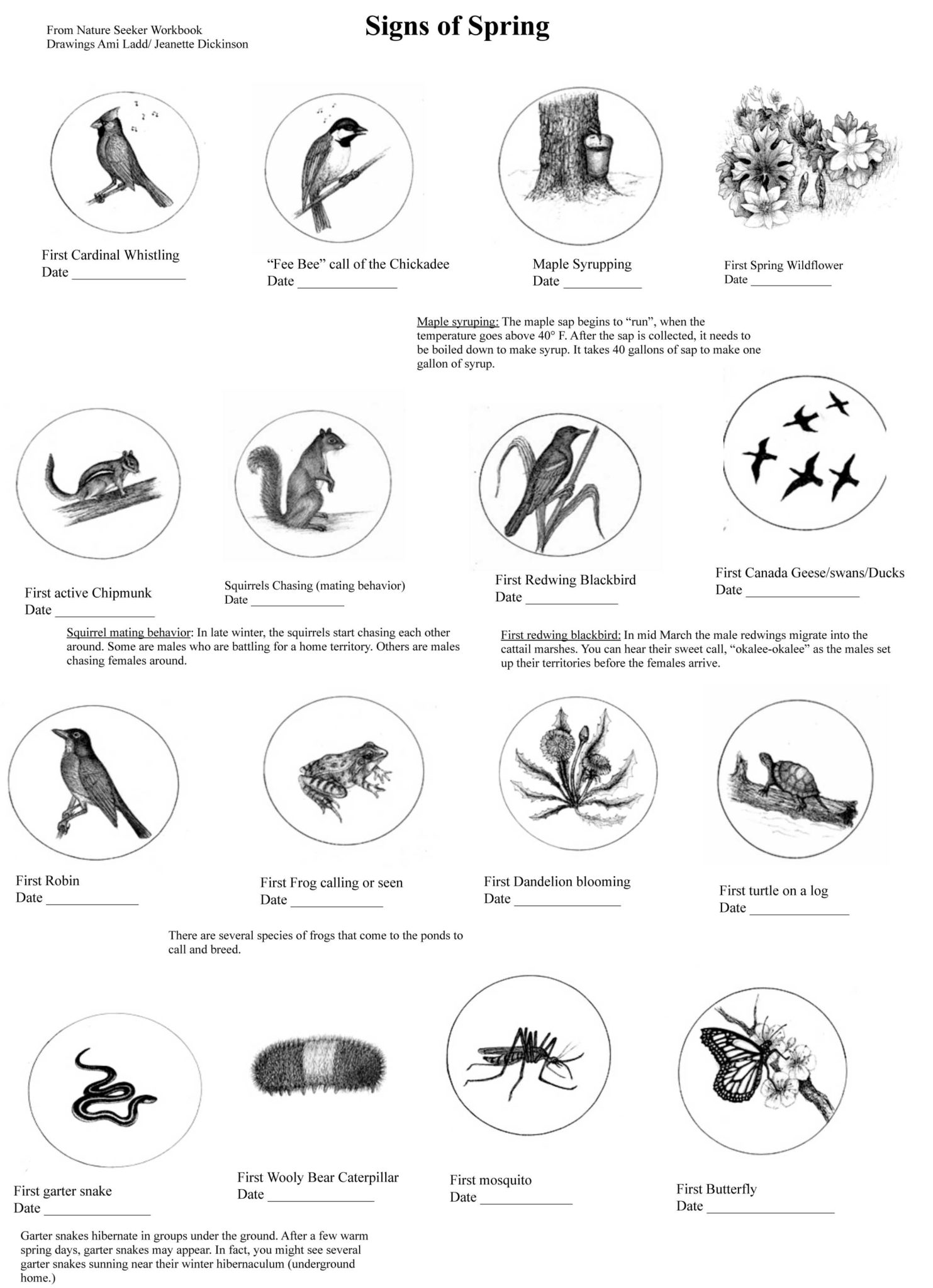 Spring Nature School Lesson 3 – Signs of Spring | The Old Naturalist