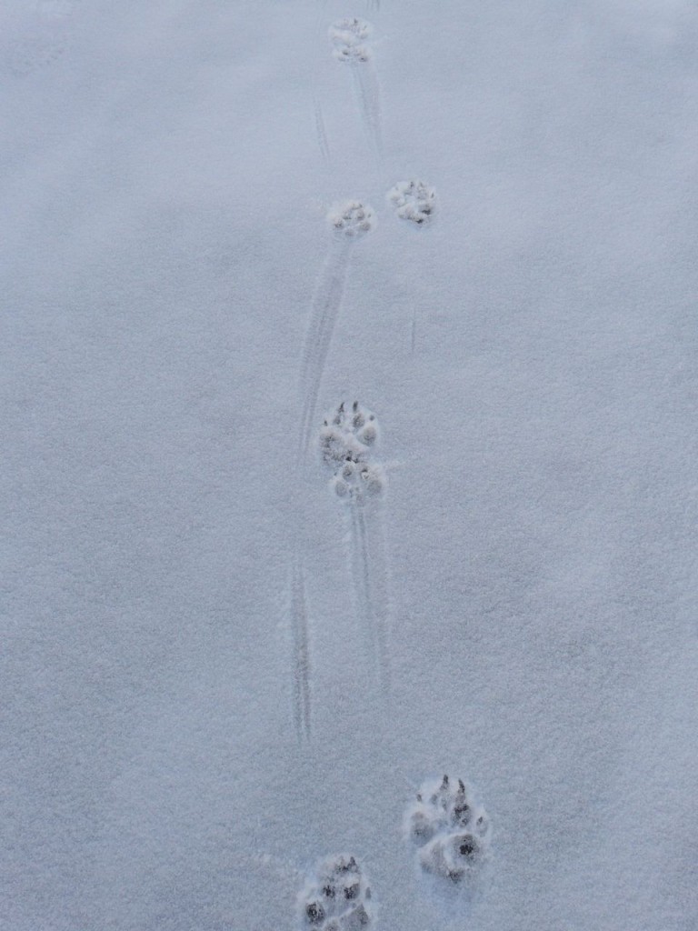 Animal Tracking Basics | The Old Naturalist