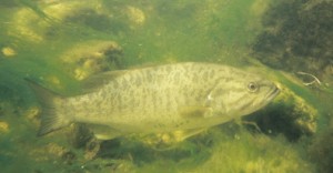 Midwestern Fish | The Old Naturalist