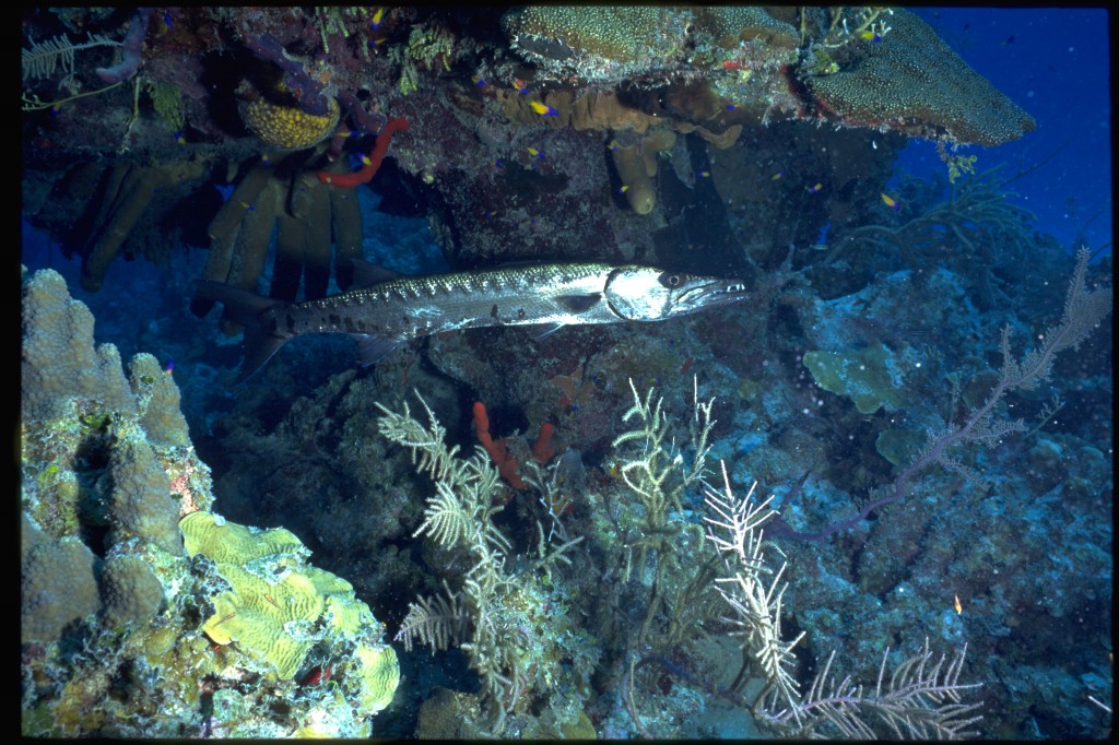 Coral Reefs | The Old Naturalist