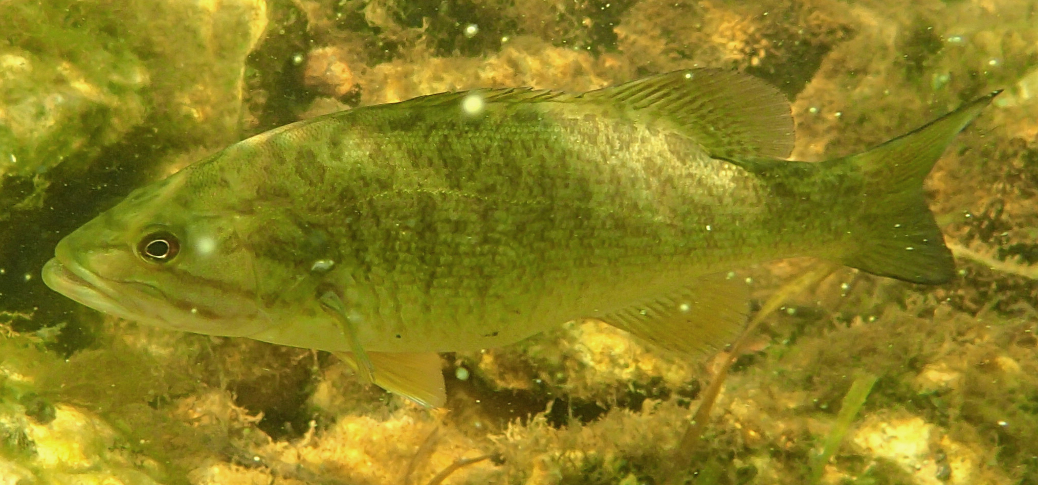 The Old Naturalist | a voice for the earth–honoring life and seeking beauty