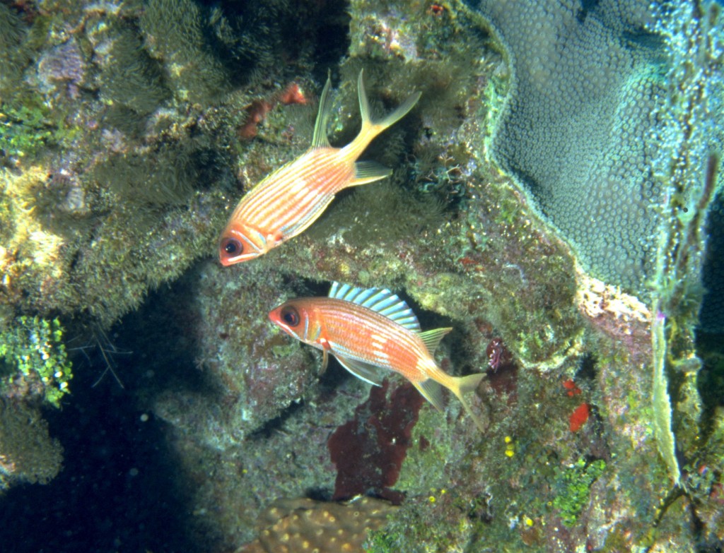 Coral Reefs | The Old Naturalist
