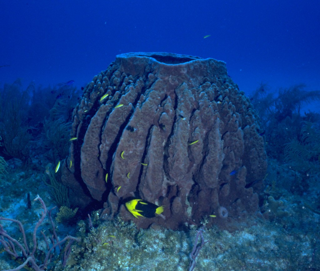 Coral Reefs | The Old Naturalist