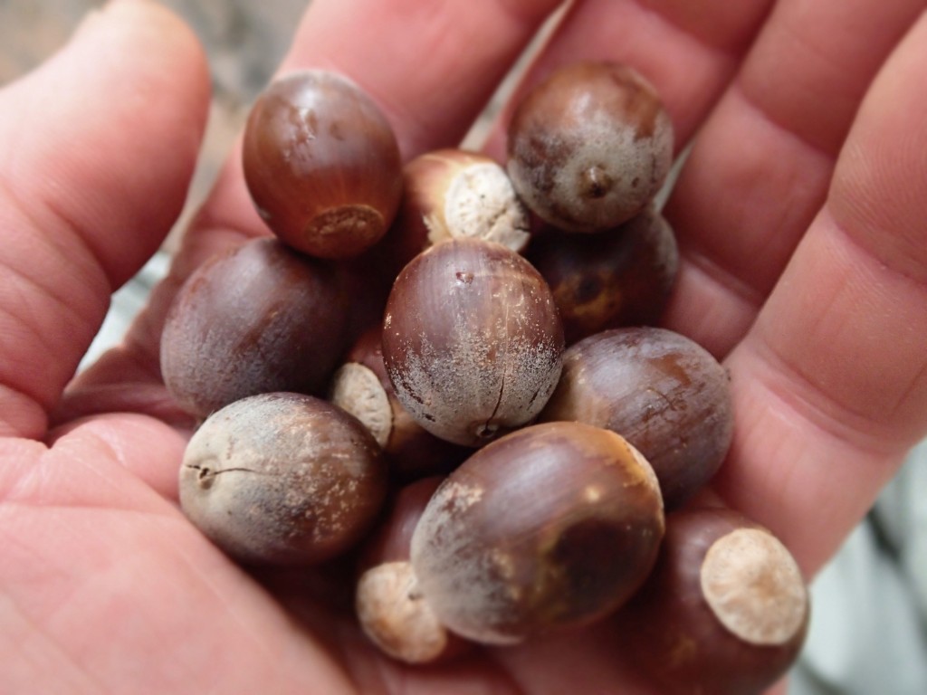 The Old Naturalist | a voice for the earth–honoring life and seeking beauty