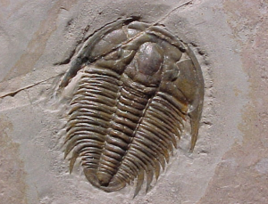 Minnesota Rocks | The Old Naturalist