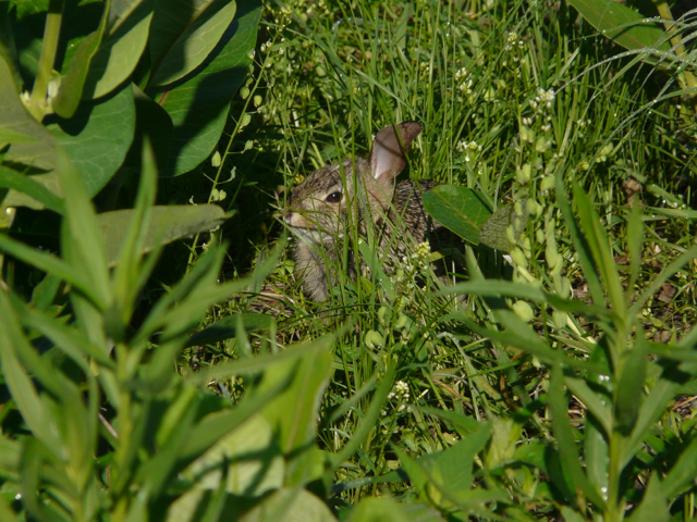 Midwestern Mammals | The Old Naturalist