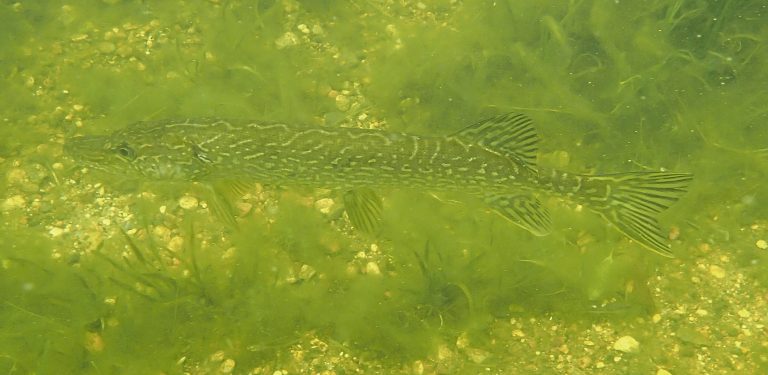 The Old Naturalist | a voice for the earth–honoring life and seeking beauty