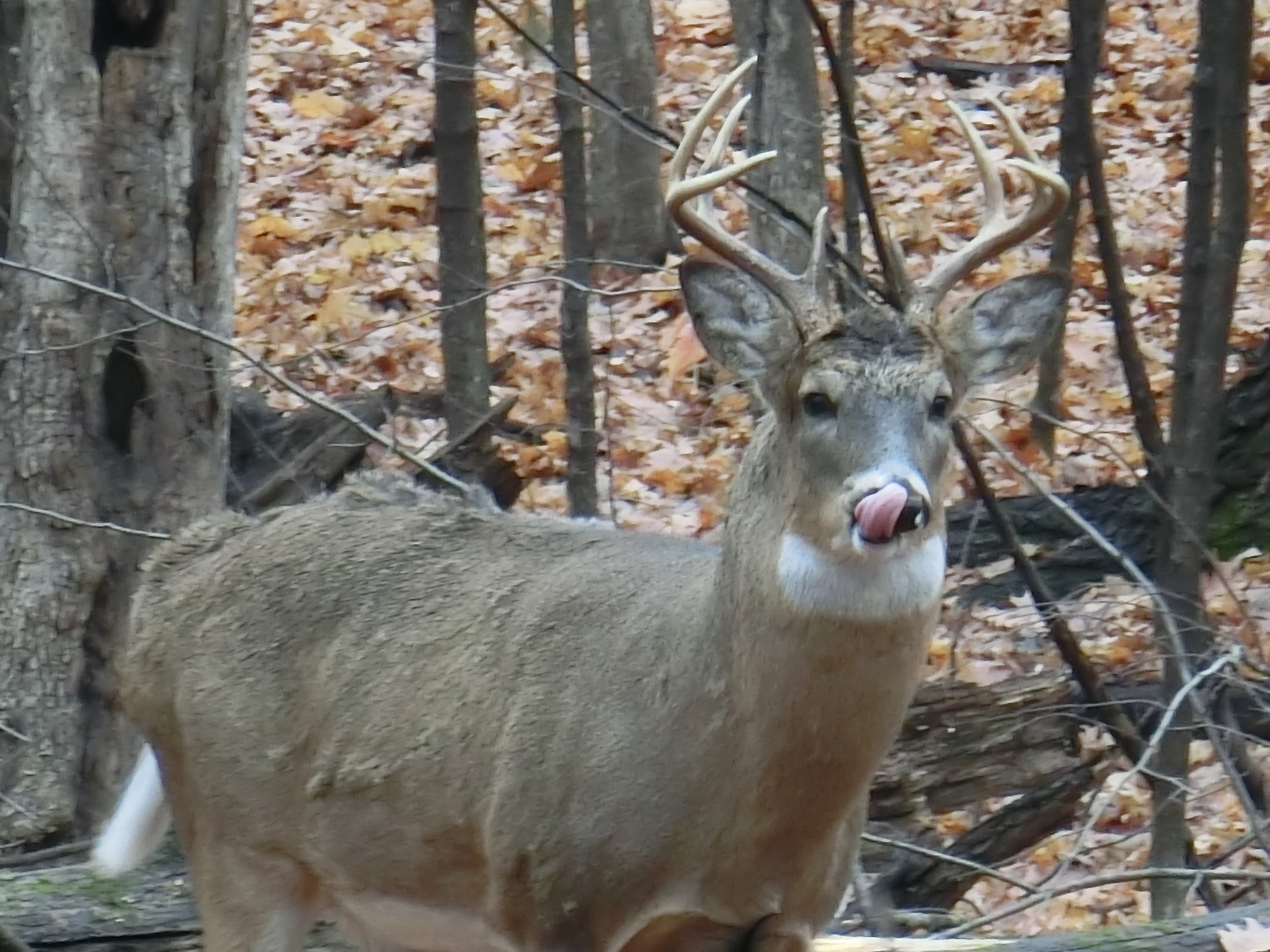 White-Tailed Deer | The Old Naturalist