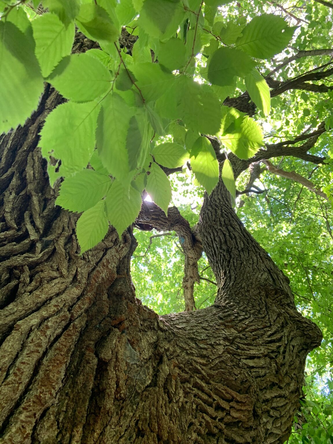 The Old Naturalist | a voice for the earth–honoring life and seeking beauty