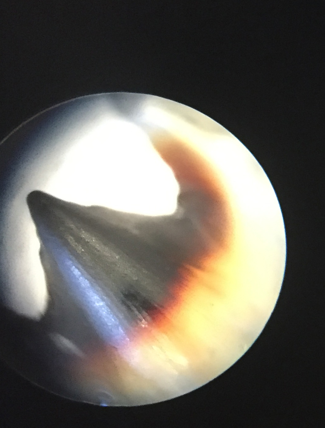 Whale Day | The Old Naturalist