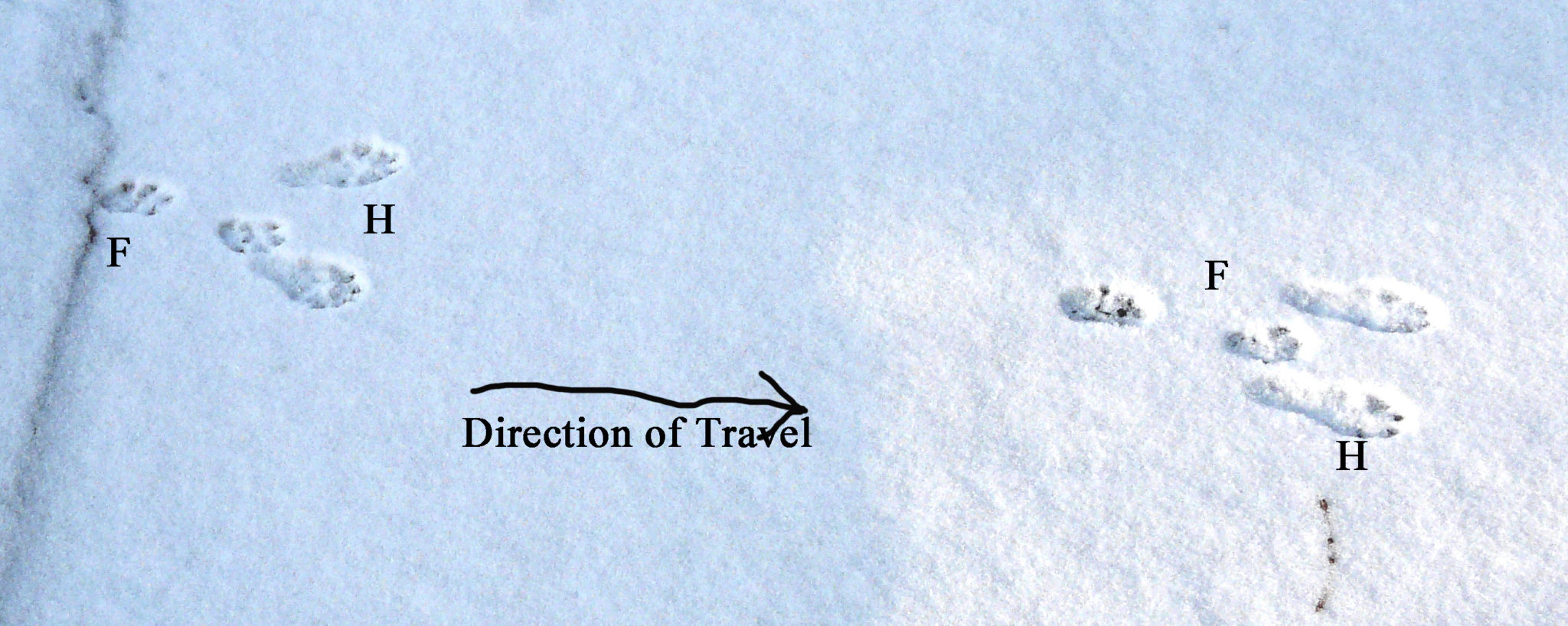 Animal Tracking | The Old Naturalist