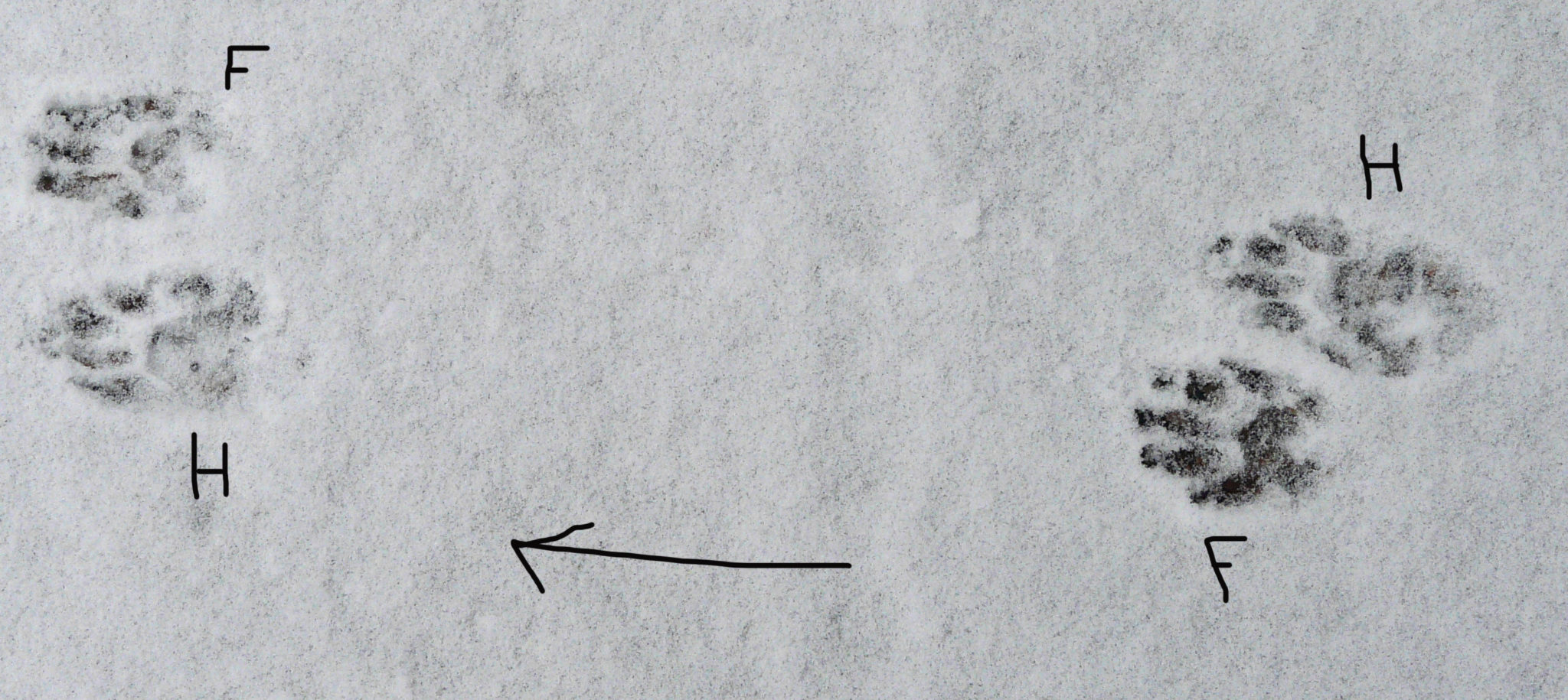 The Old Naturalist | a voice for the earth–honoring life and seeking beauty