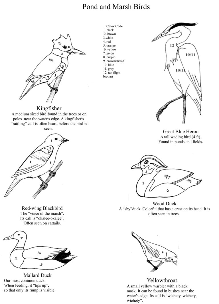 Spring Nature School Lesson 3 – Signs of Spring | The Old Naturalist