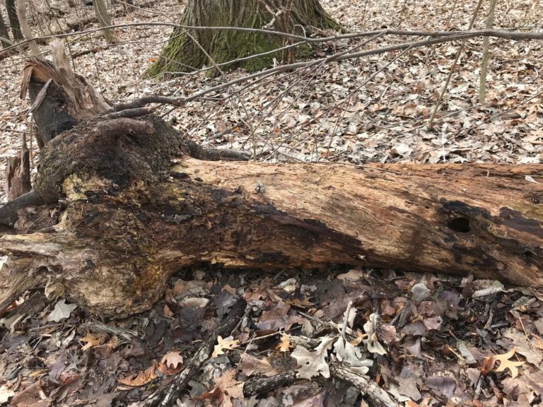 Spring Nature School Lesson 2 – Forests in Early Spring | The Old ...