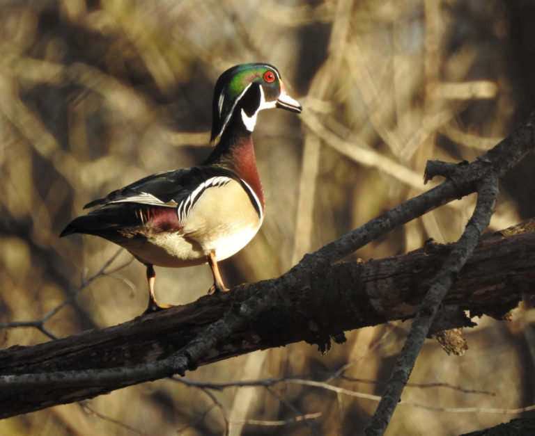 Spring Nature School Lesson 3 – Signs of Spring | The Old Naturalist