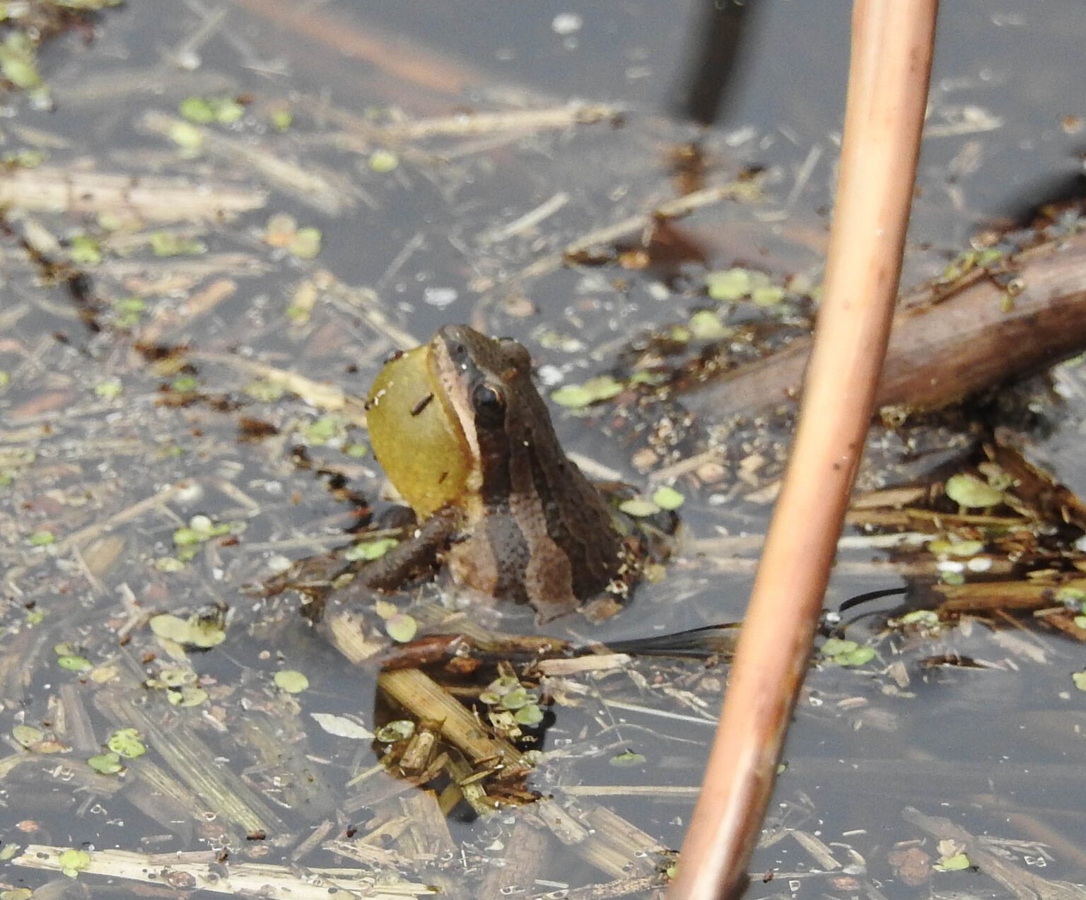 chorusFrogSingng_edited-1-1536x1273.jpg