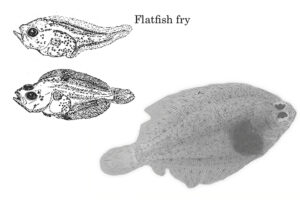 The Old Naturalist | a voice for the earth–honoring life and seeking beauty