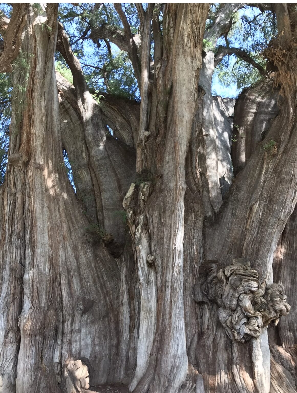 The Old Naturalist | a voice for the earth–honoring life and seeking beauty