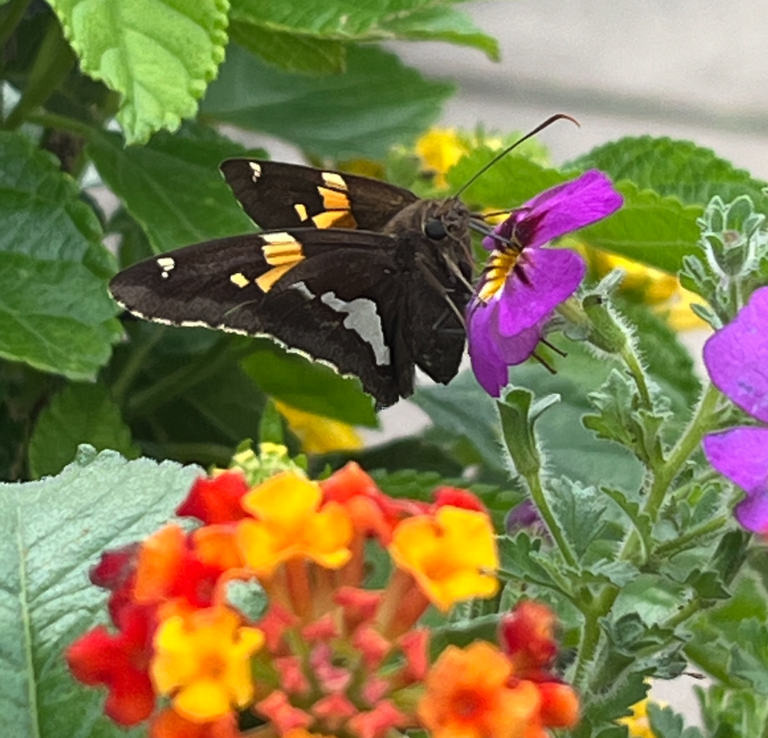 The Old Naturalist | a voice for the earth–honoring life and seeking beauty